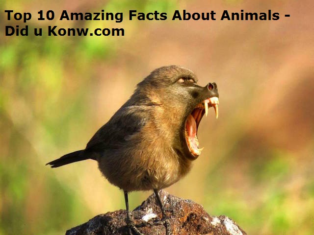 Interesting Facts About Animals You Didn t Know Interesting Facts About Animals You Didn t Know